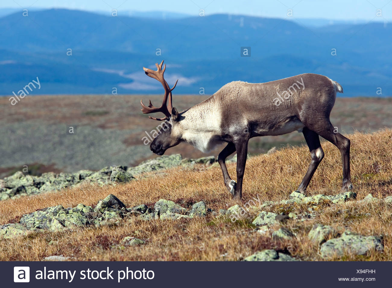 Woodland Caribou Quebec High Resolution Stock Photography and Images ...