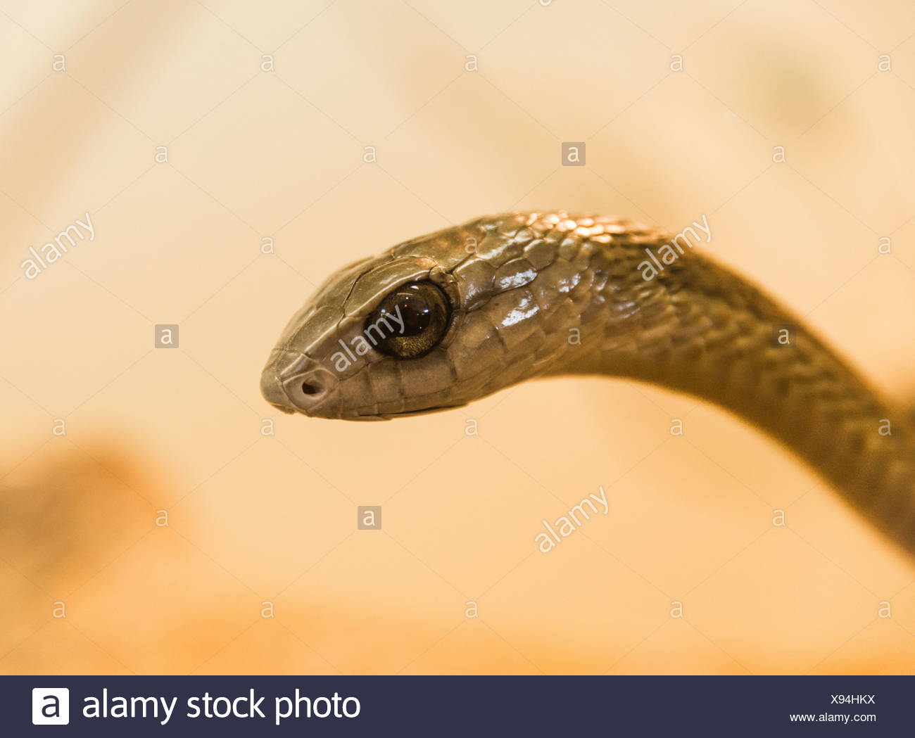 Dispholidus Typus High Resolution Stock Photography and Images - Alamy
