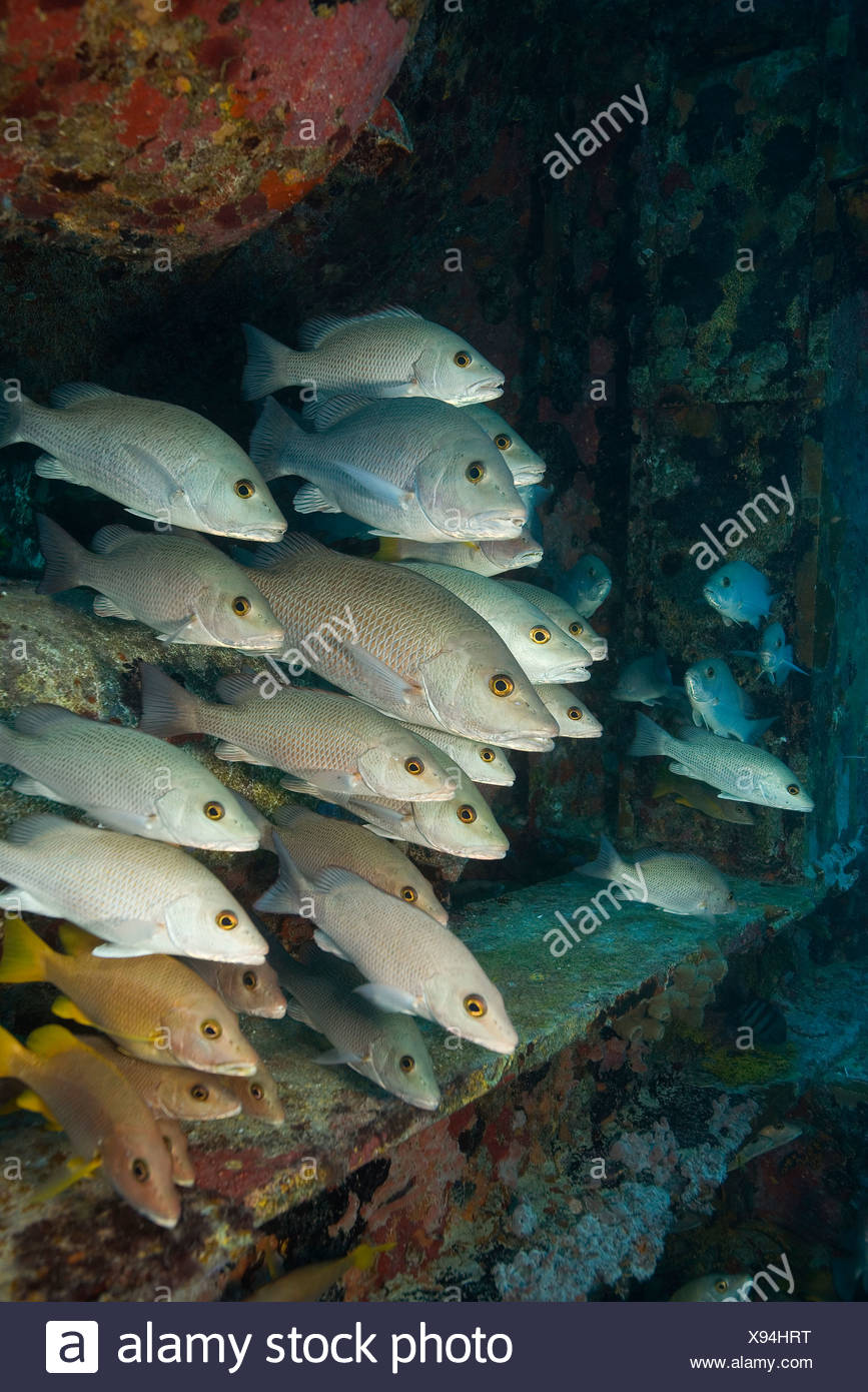Mangrove Snapper High Resolution Stock Photography and Images - Alamy