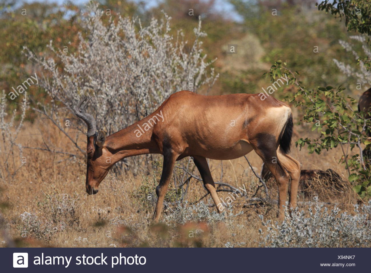 Red Heart Beast High Resolution Stock Photography and Images - Alamy