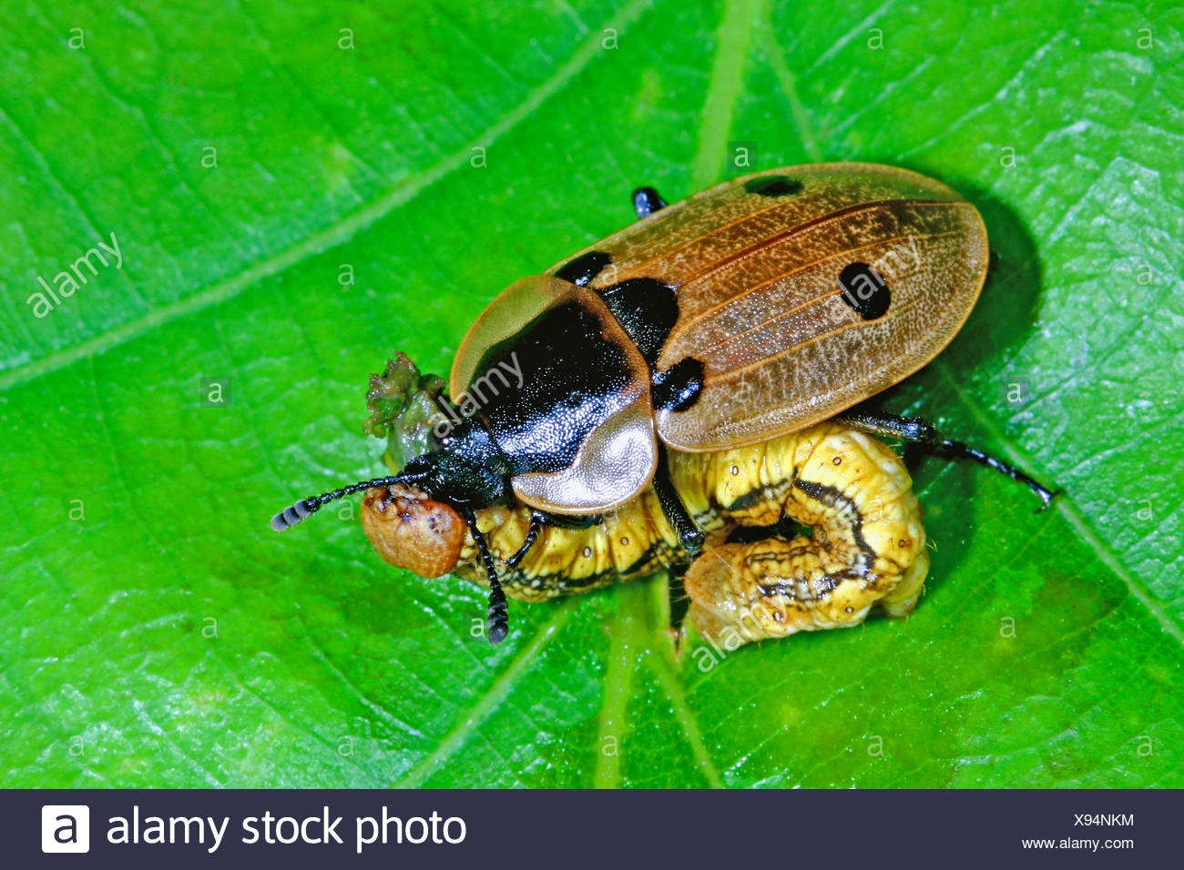 Four Beetles High Resolution Stock Photography and Images - Alamy
