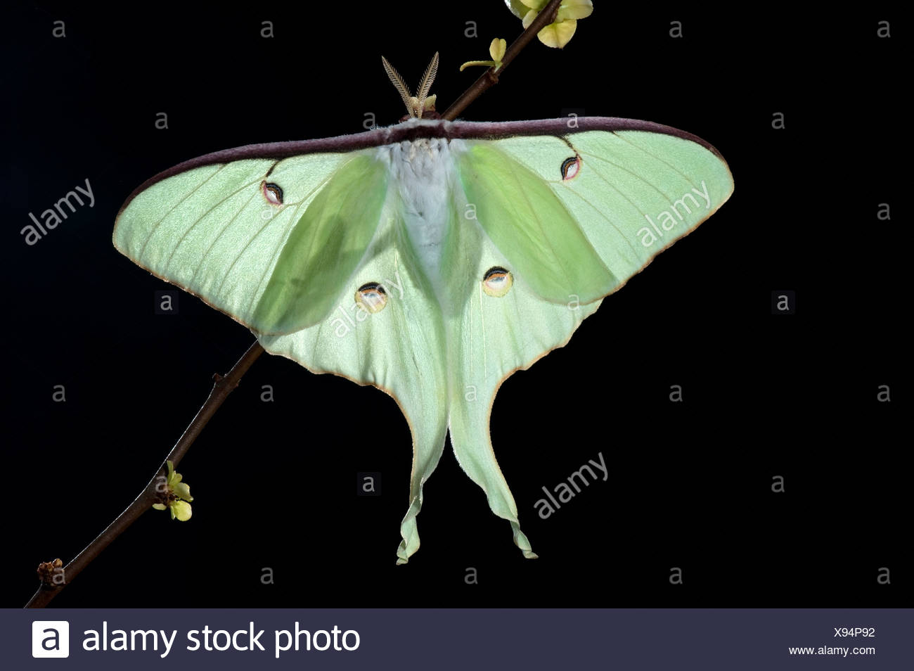 Actias Luna Moth High Resolution Stock Photography and Images - Alamy