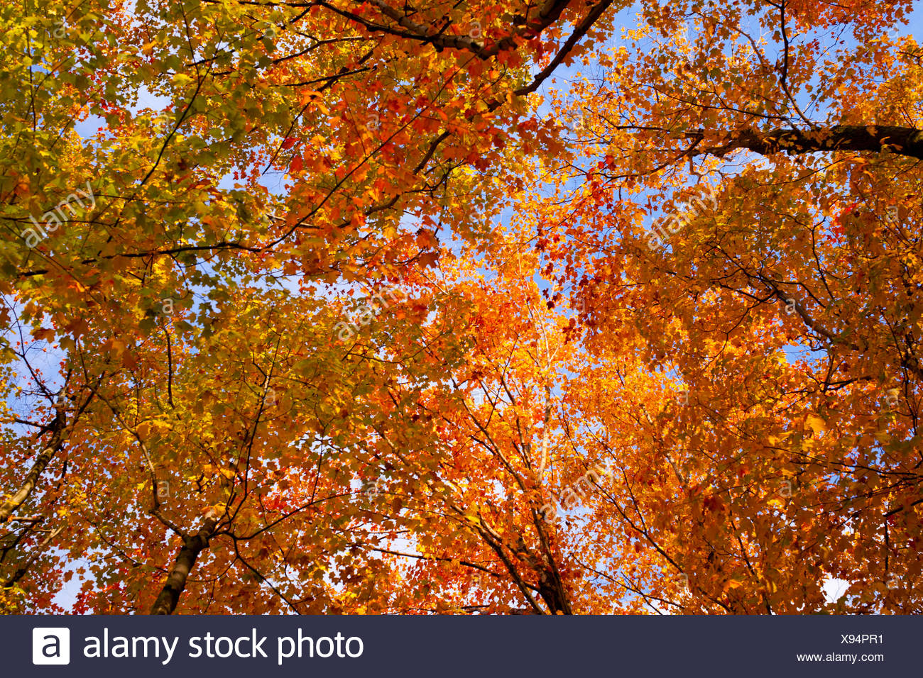 Maple Trees Canada Autumn Stock Photos & Maple Trees Canada Autumn ...