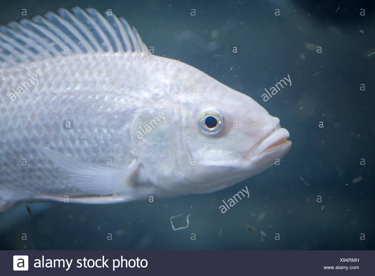 Silver Fish Stock Photos & Silver Fish Stock Images - Alamy