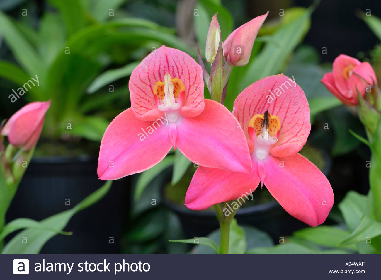 Disa Orchid High Resolution Stock Photography and Images - Alamy