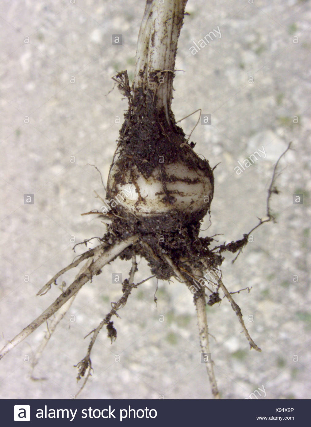 Buttercup Root High Resolution Stock Photography and Images - Alamy