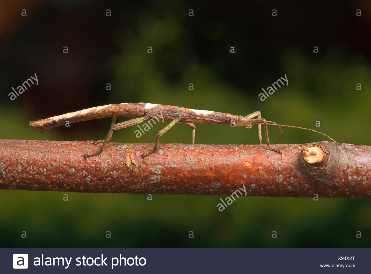Guadeloupe Stick High Resolution Stock Photography and Images - Alamy