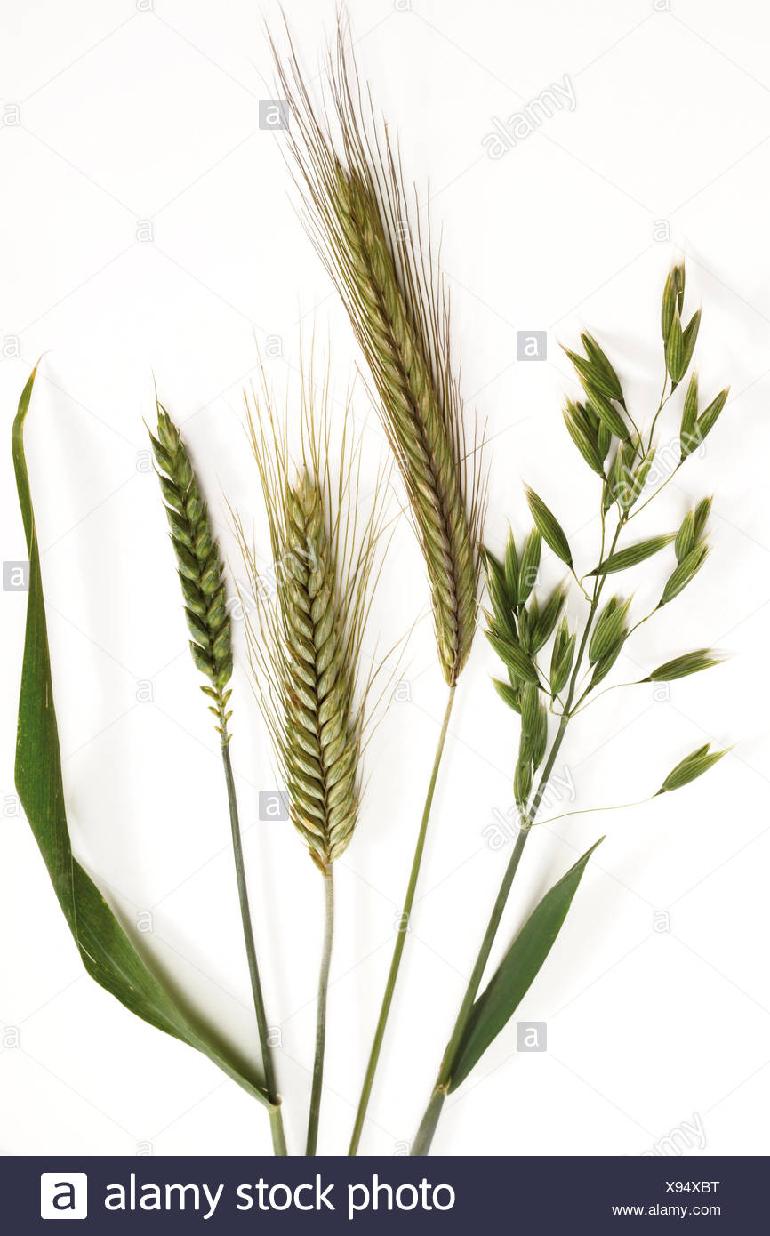 Wheat, Barley, Rye, And Oats High Resolution Stock Photography and ...