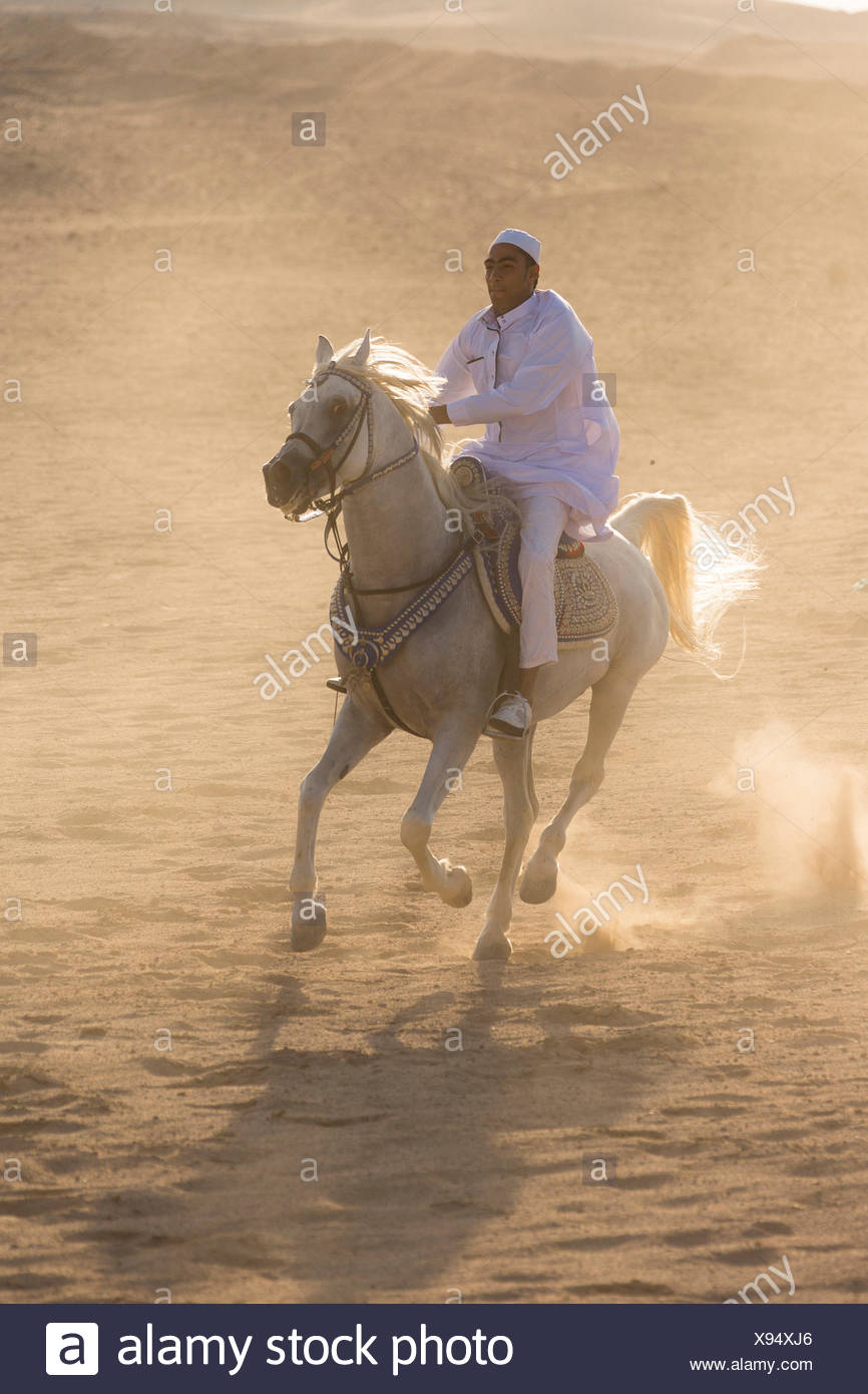 Stallio High Resolution Stock Photography and Images - Alamy