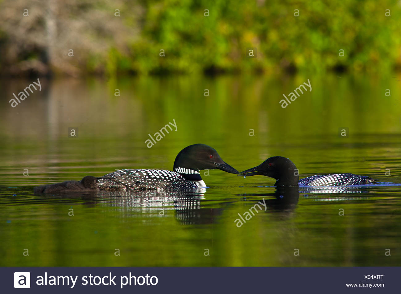 Loon Lake High Resolution Stock Photography and Images - Alamy
