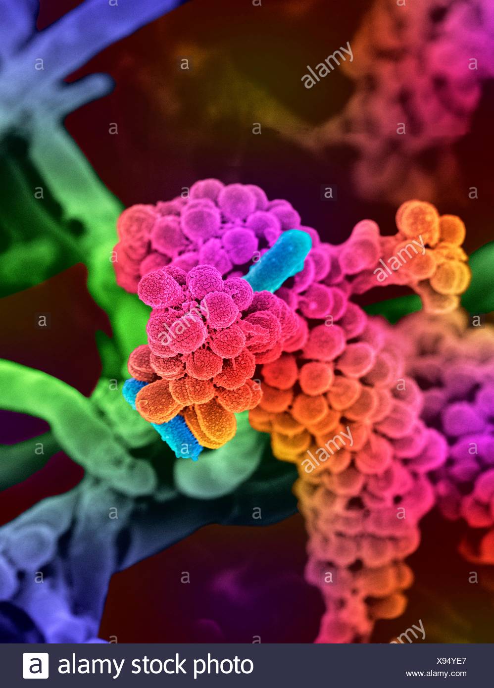 Streptococcus Sem High Resolution Stock Photography and Images - Alamy