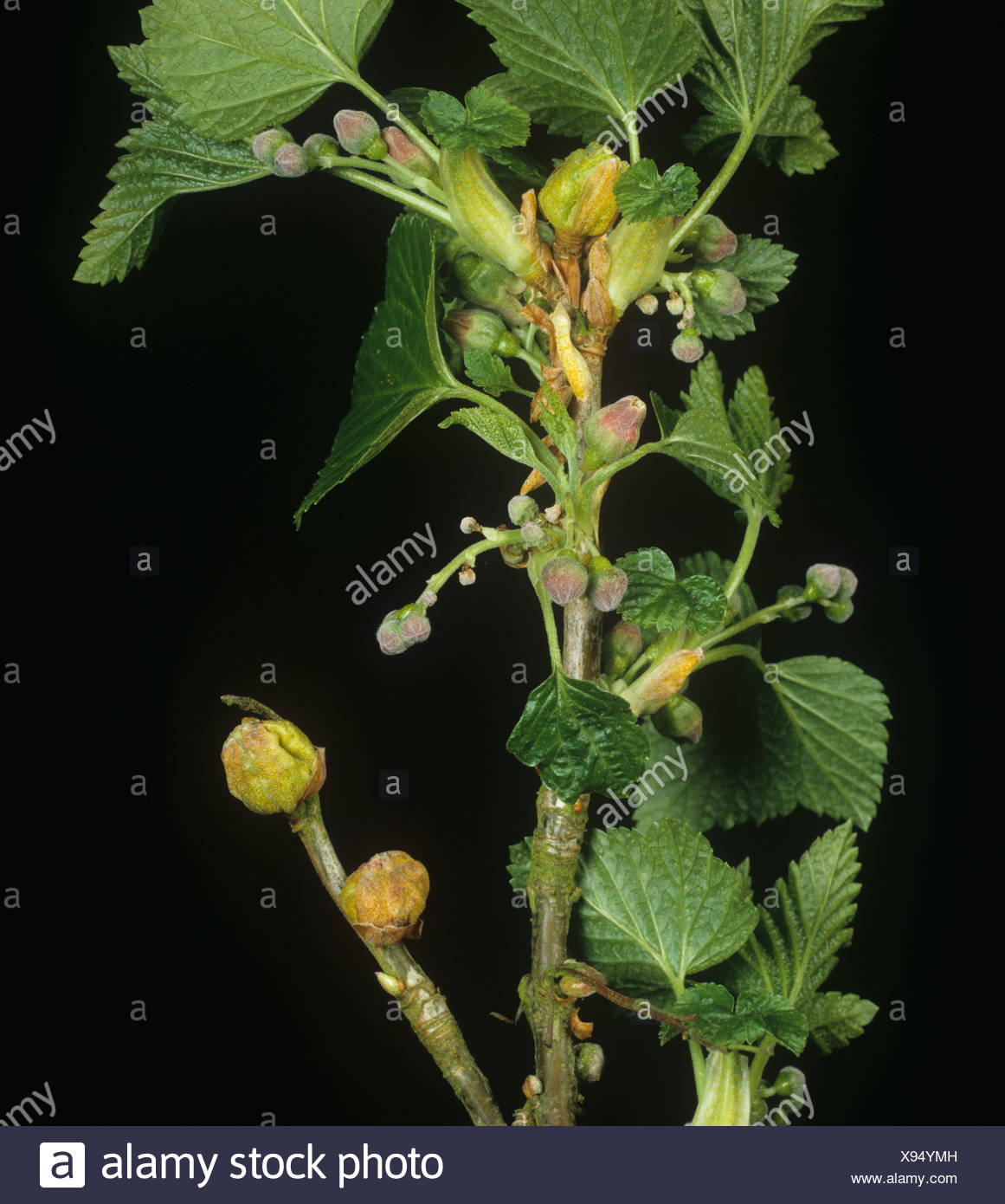 Gall Mites High Resolution Stock Photography and Images - Alamy