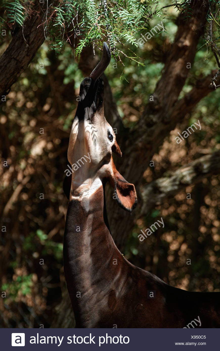 Okapi Tongue High Resolution Stock Photography and Images - Alamy