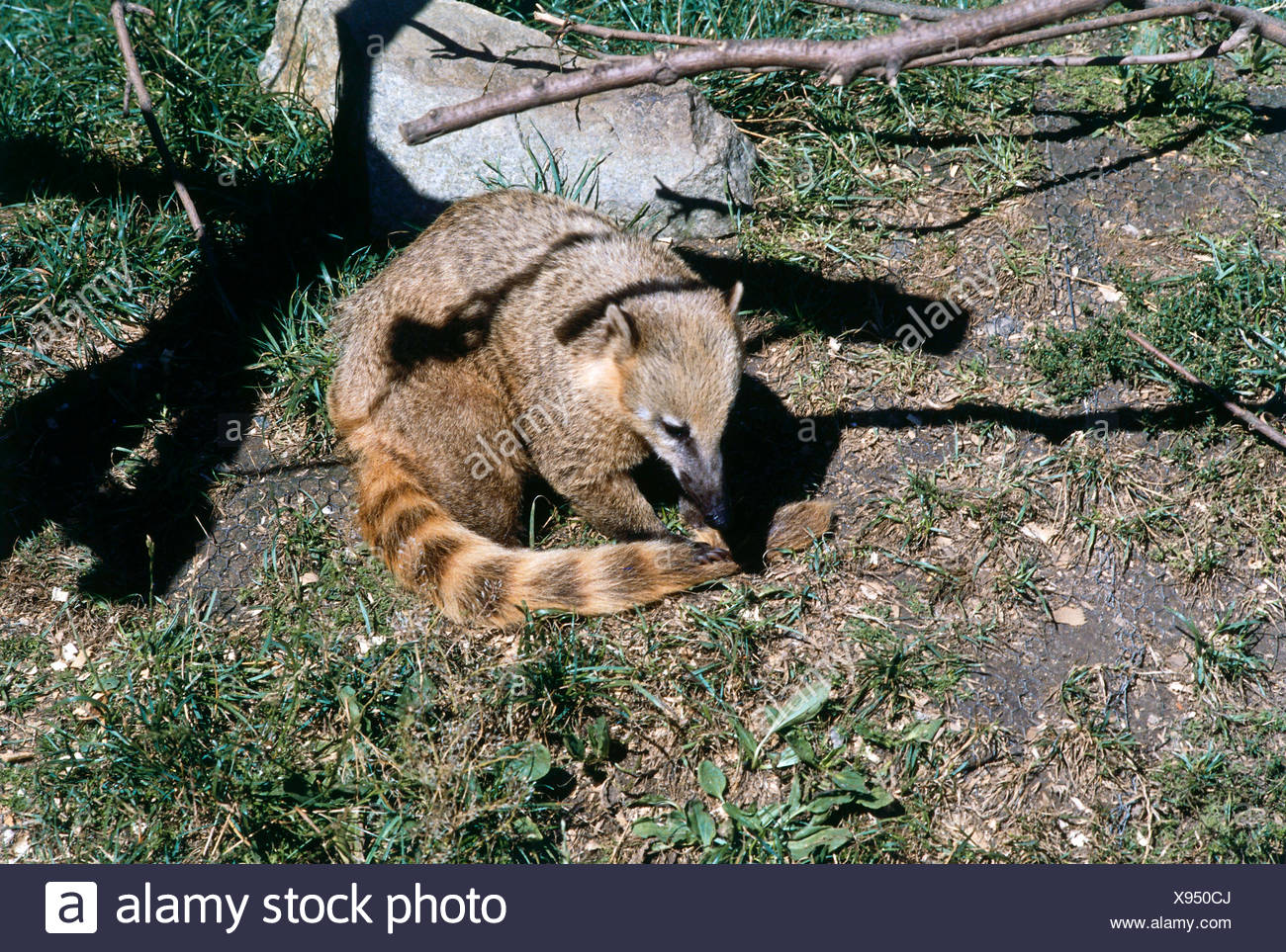 Pizote Stock Photos & Pizote Stock Images - Alamy