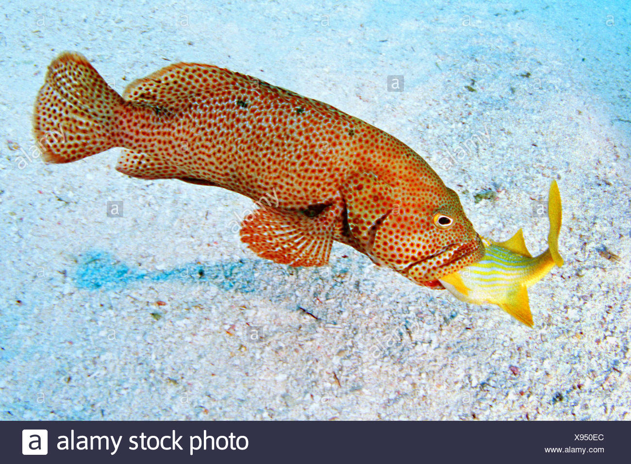 Frn001 High Resolution Stock Photography and Images - Alamy