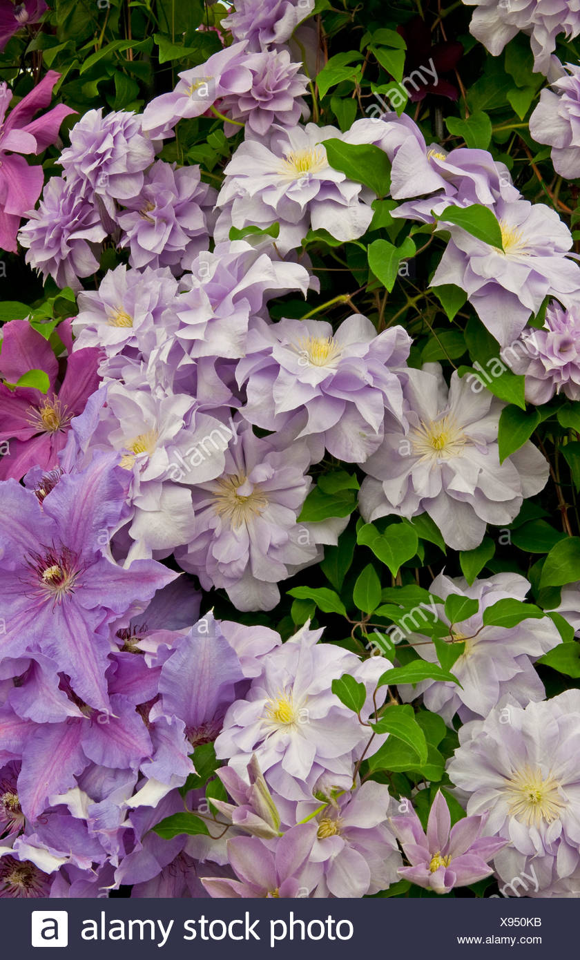 Clematis Louise Rowe High Resolution Stock Photography and Images - Alamy