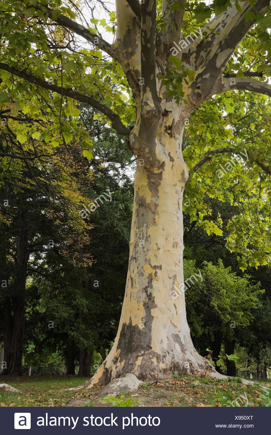 Oriental Plane Tree High Resolution Stock Photography and Images - Alamy