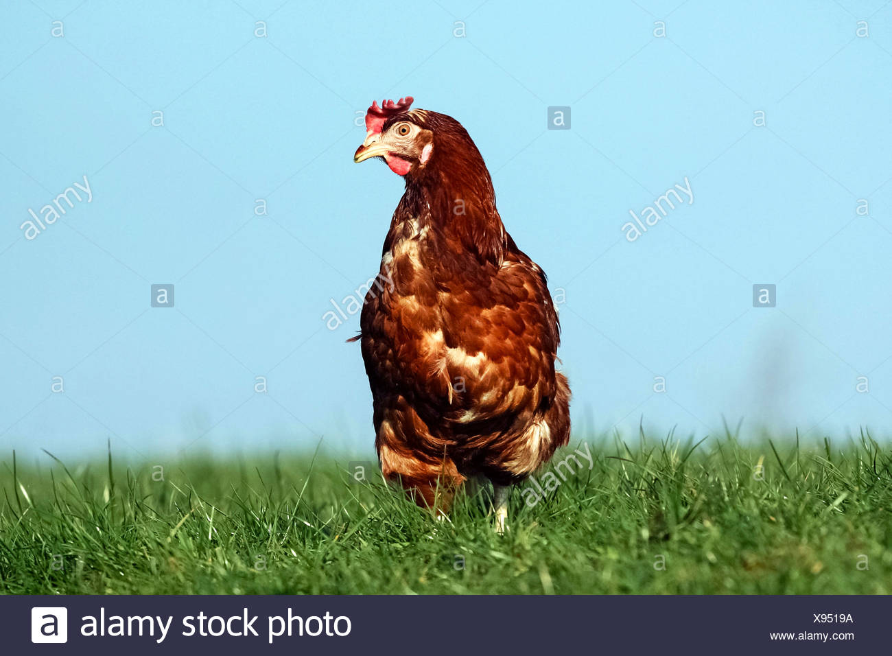 Free Range Laying Hen High Resolution Stock Photography and Images - Alamy