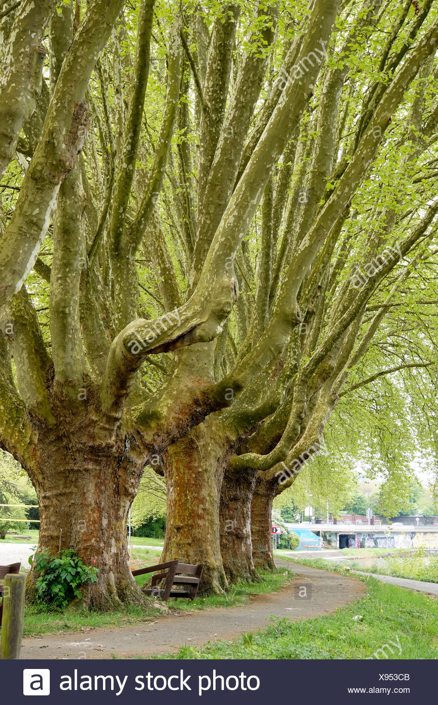 Planetree High Resolution Stock Photography and Images - Alamy