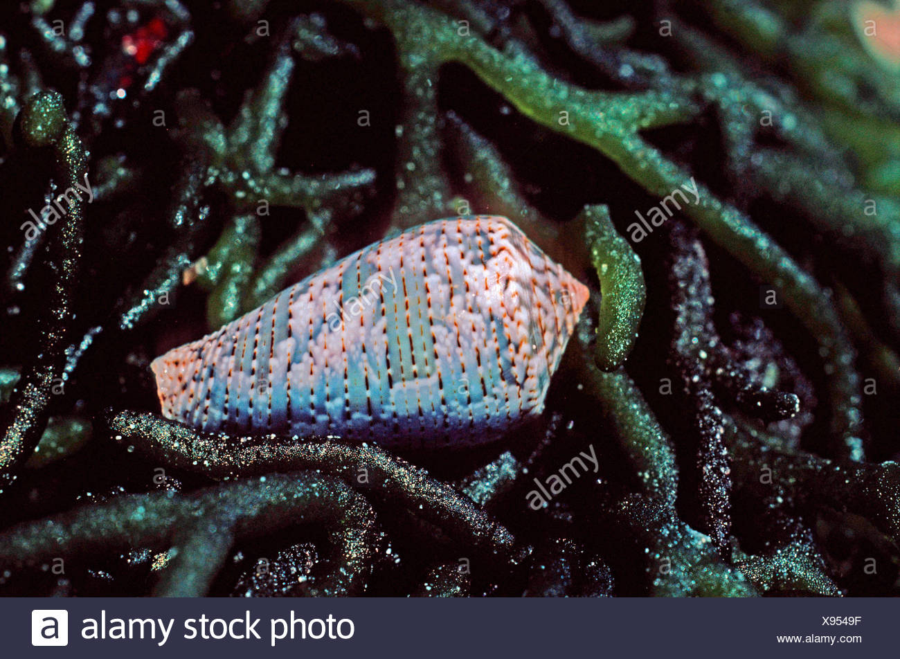 Conus Achatinus High Resolution Stock Photography and Images - Alamy