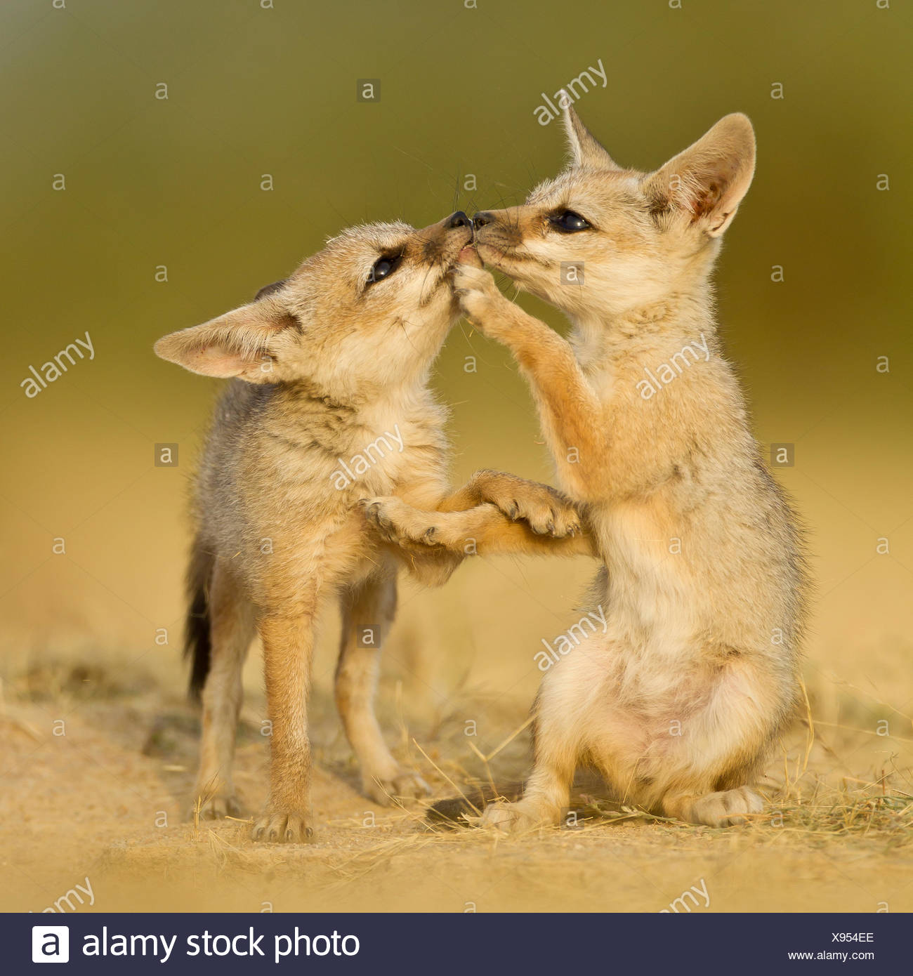 Bengal Fox Vulpes Bengalensis High Resolution Stock Photography and ...