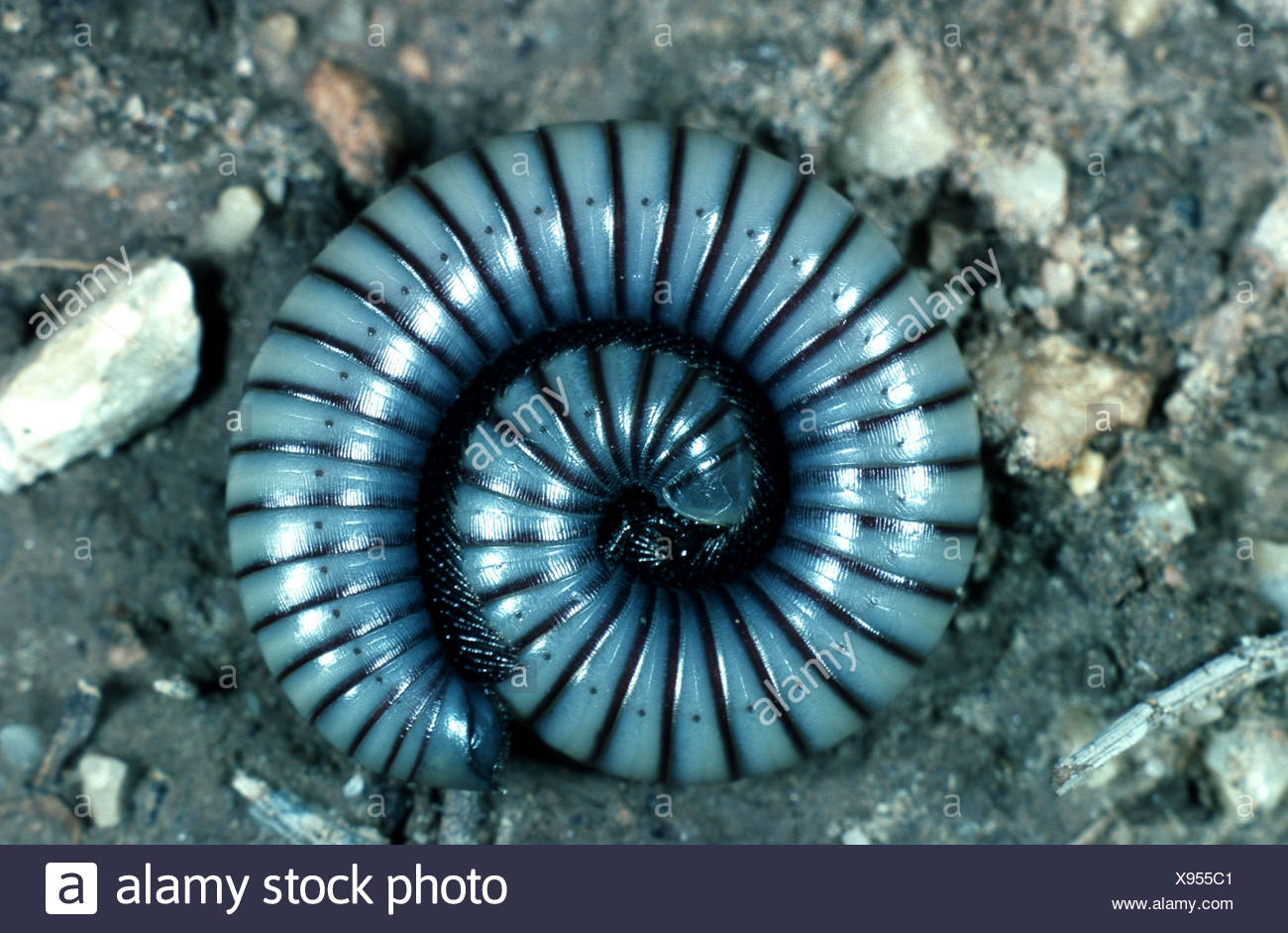 Blue Millipede High Resolution Stock Photography and Images - Alamy