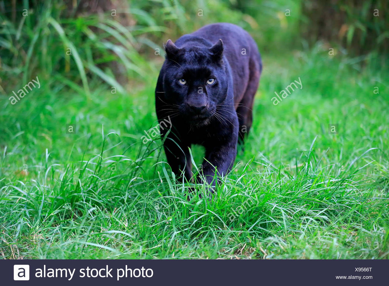 Black Panther High Resolution Stock Photography and Images - Alamy