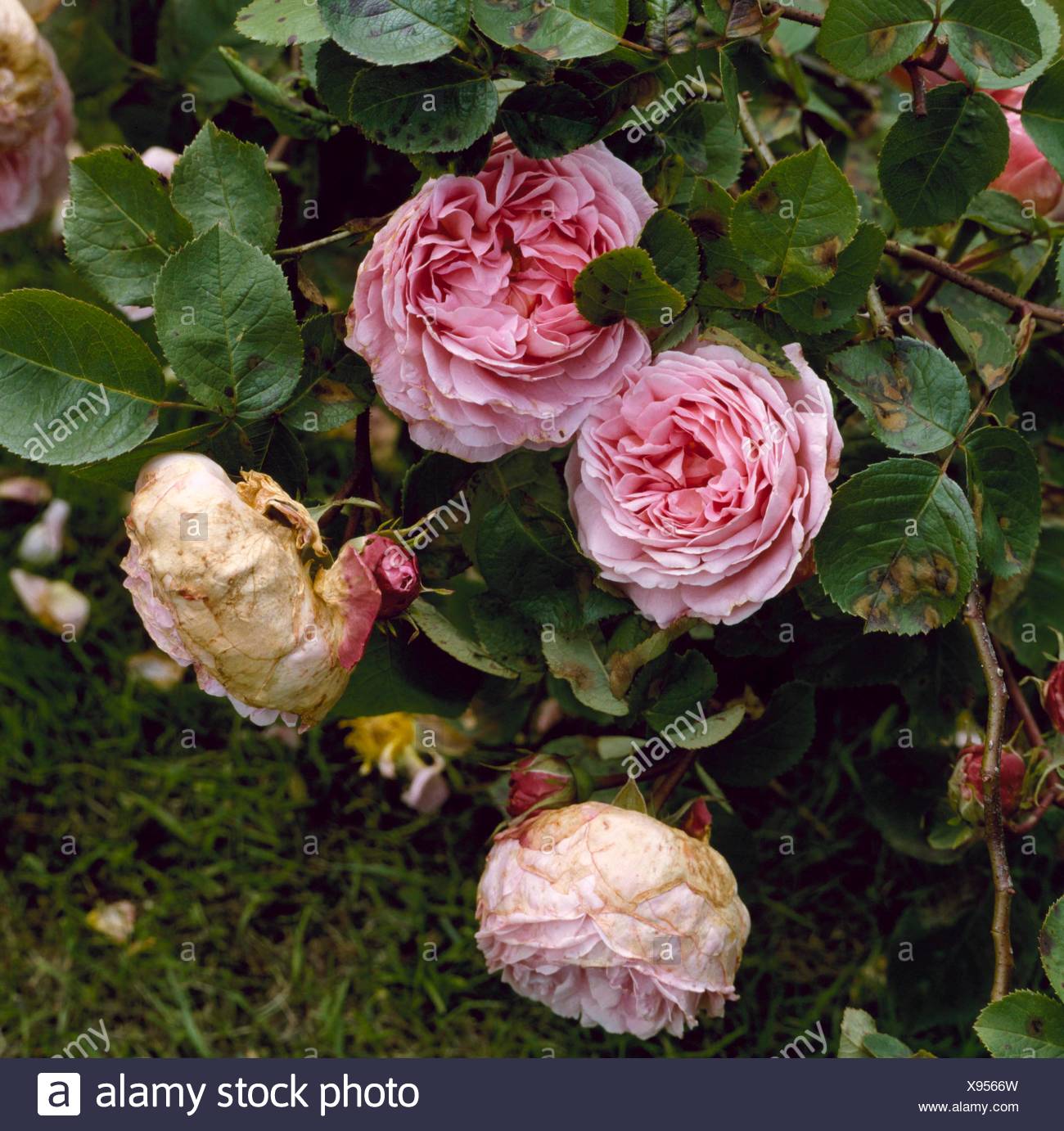 Rose Balling High Resolution Stock Photography and Images - Alamy