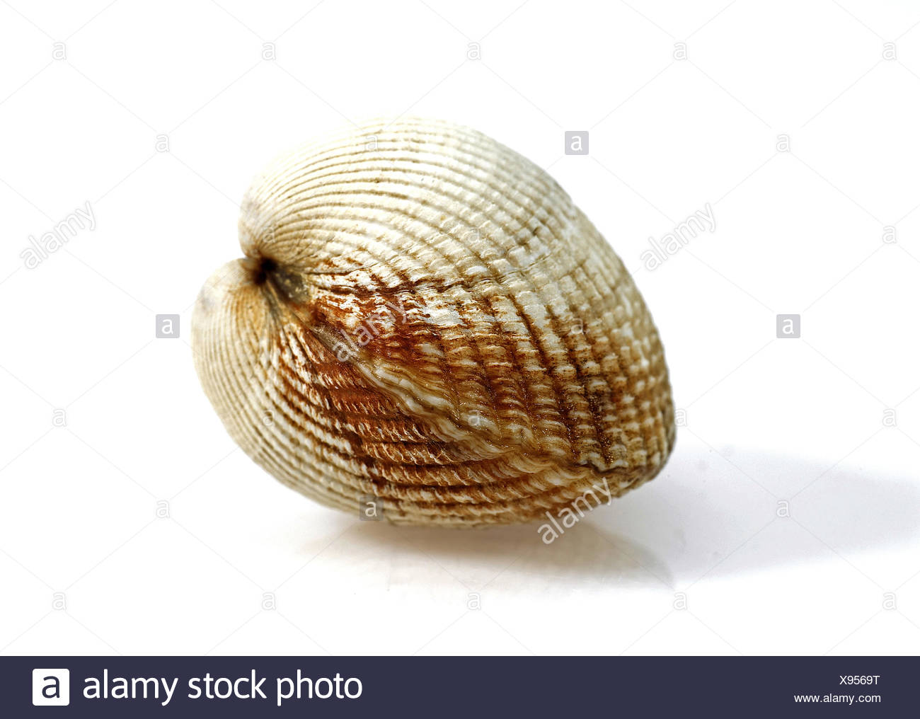 Cockle Cerastoderma Edule High Resolution Stock Photography and Images ...