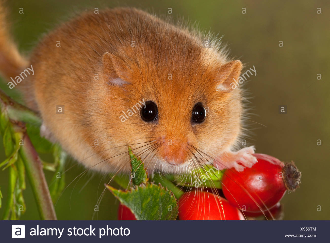 Dormouse Eating High Resolution Stock Photography and Images - Alamy