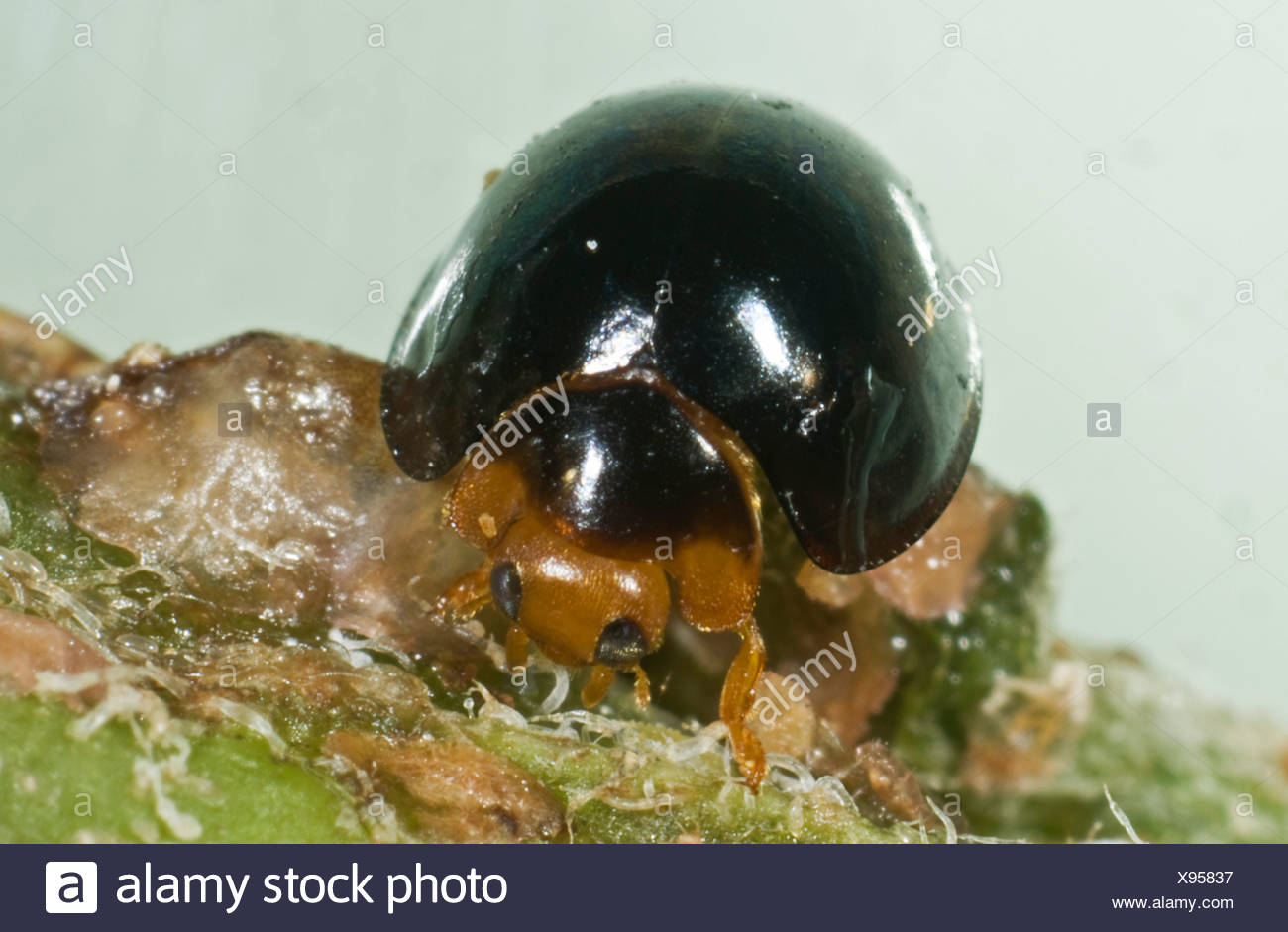 Chilocorus Stock Photos & Chilocorus Stock Images - Alamy