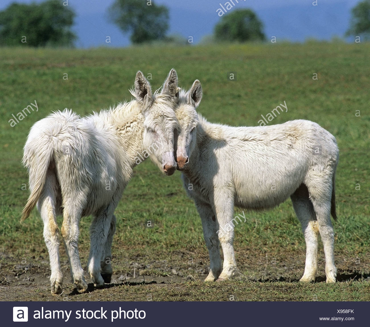 White Donkeys High Resolution Stock Photography and Images - Alamy