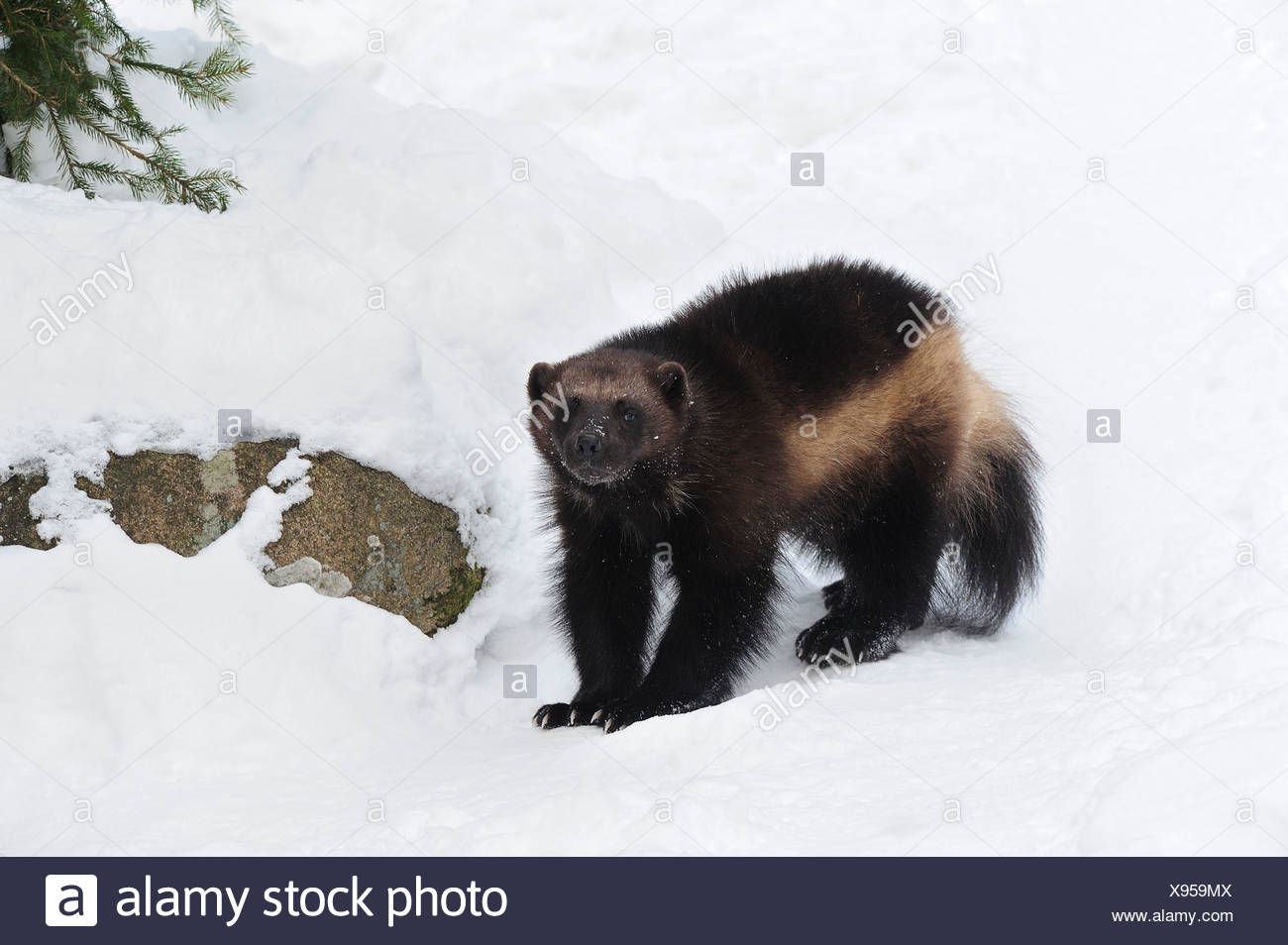 Wolverine In Snow High Resolution Stock Photography and Images - Alamy