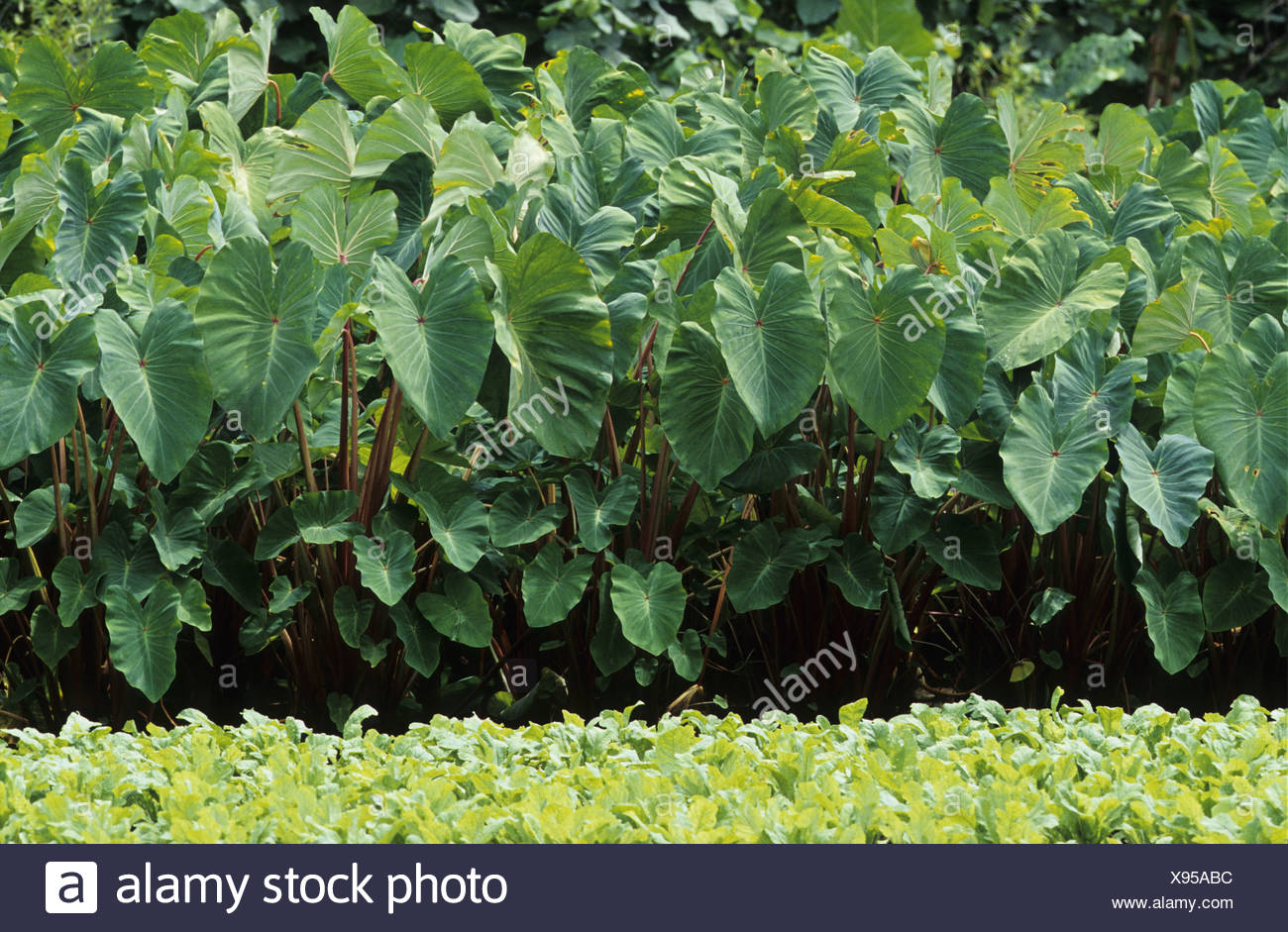 Taro Plantation High Resolution Stock Photography and Images - Alamy