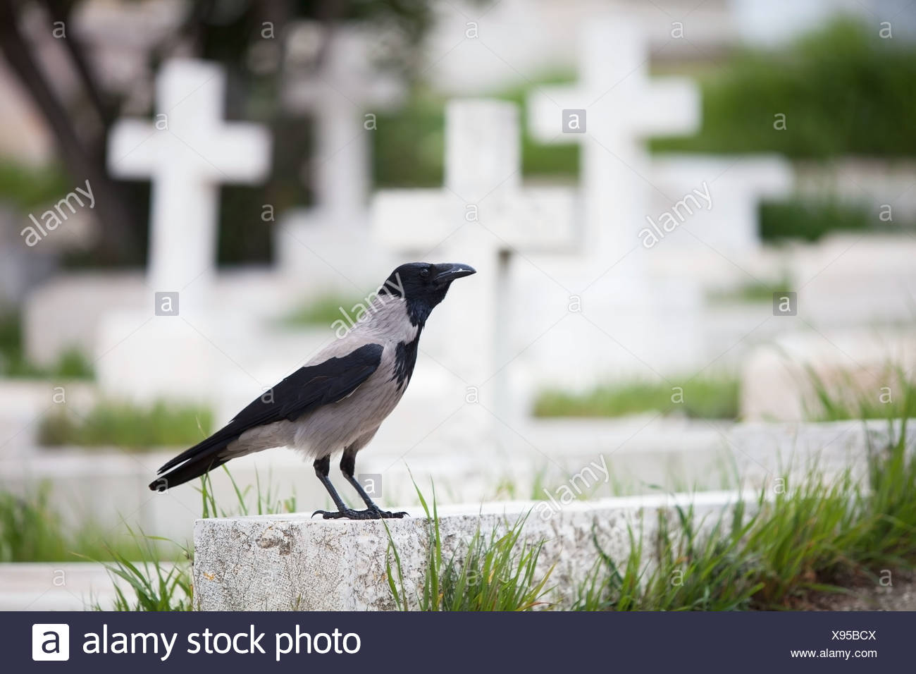 Bird Grave High Resolution Stock Photography and Images - Alamy