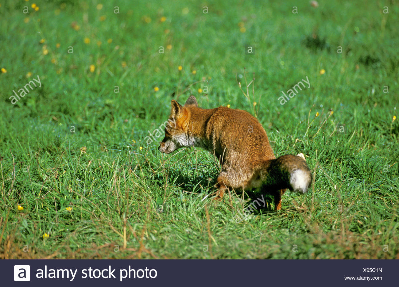 Defecation High Resolution Stock Photography and Images - Alamy