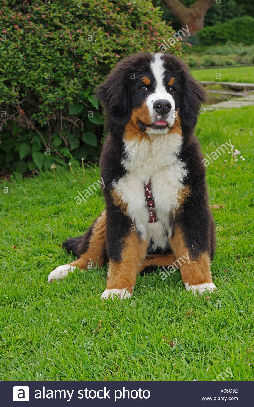 Male Bernese Mountain Dog In Stock Photos & Male Bernese Mountain Dog ...