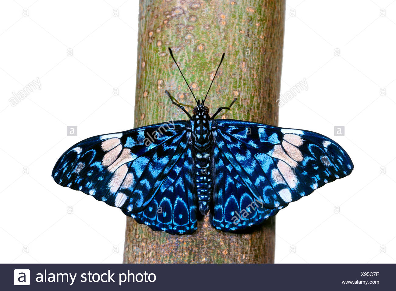 Blue Cracker Butterfly Stock Photos & Blue Cracker Butterfly Stock ...