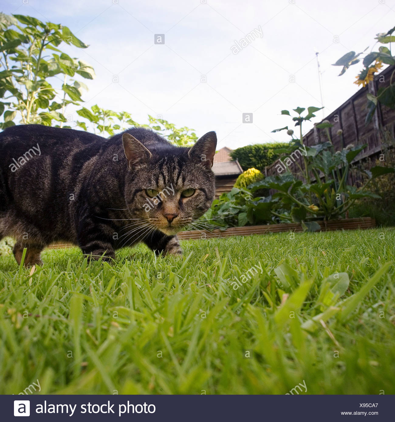 Prowling Cat Stock Photos & Prowling Cat Stock Images - Alamy