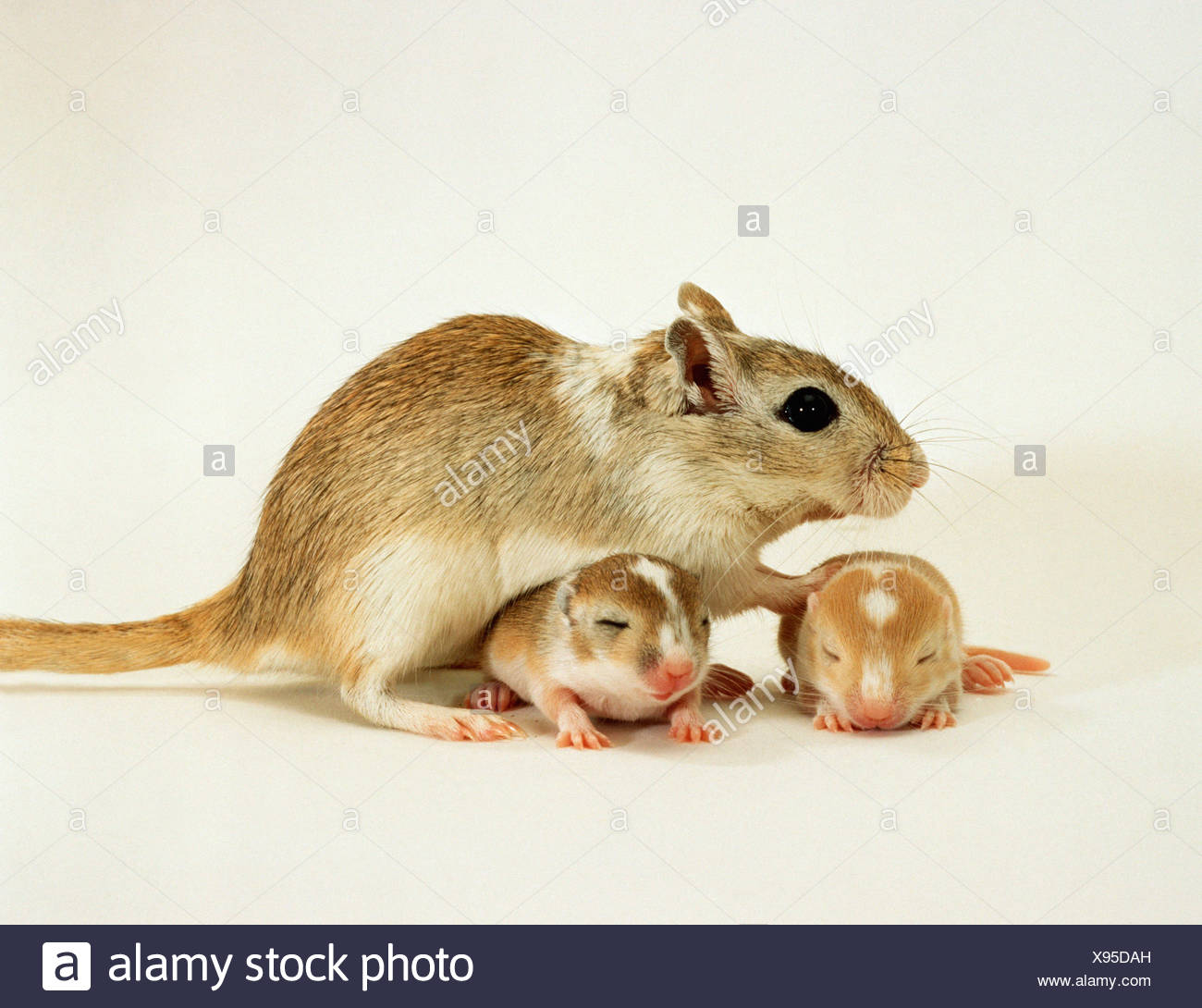 Female Gerbils High Resolution Stock Photography and Images - Alamy