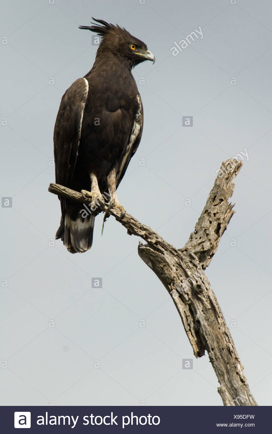 Crowned Eagle Stephanoaetus Coronatus Ethiopia High Resolution Stock ...