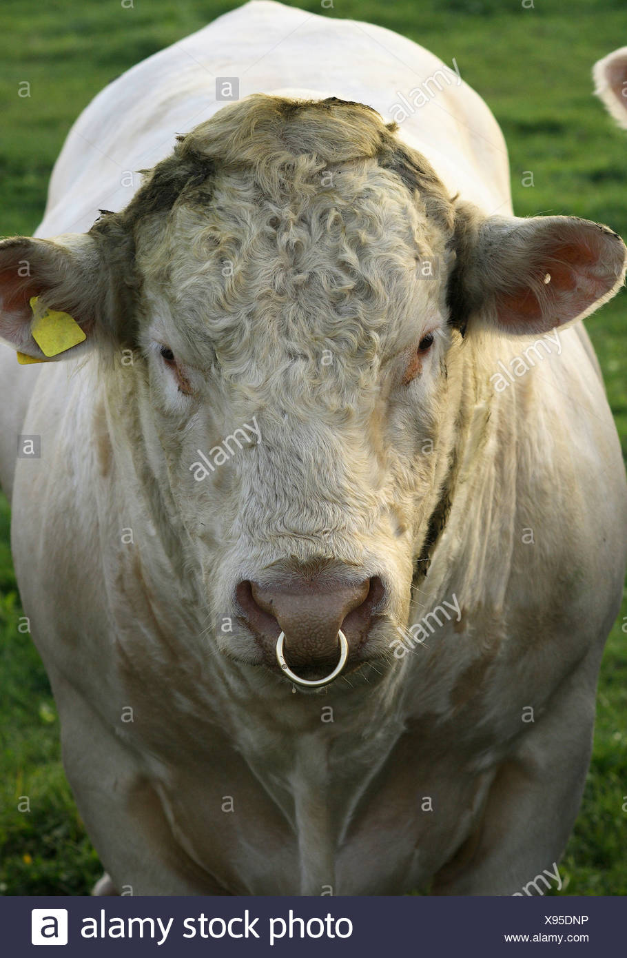 White Bull High Resolution Stock Photography and Images - Alamy