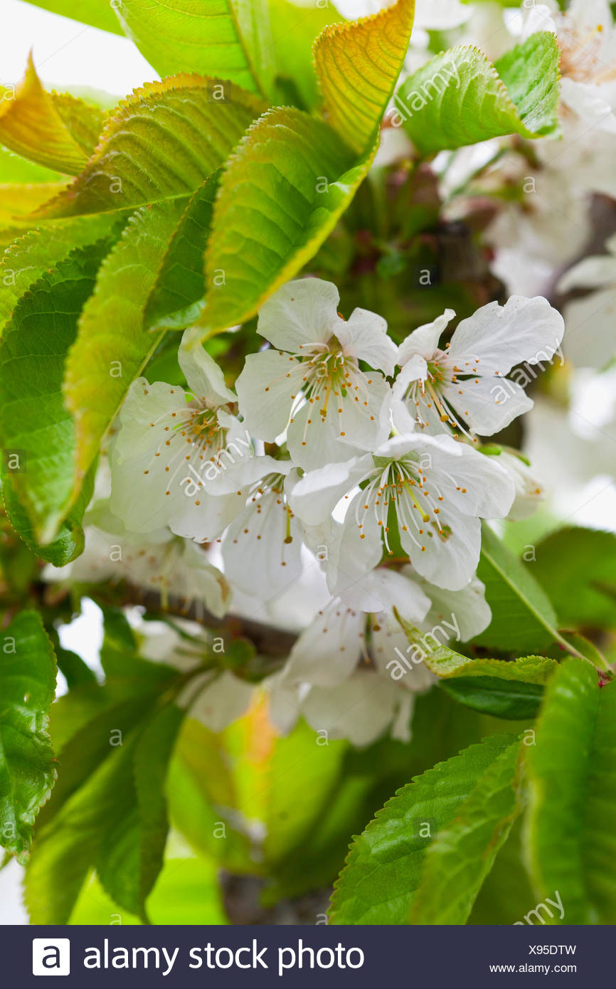 Prunus Avium Sunburst High Resolution Stock Photography and Images - Alamy