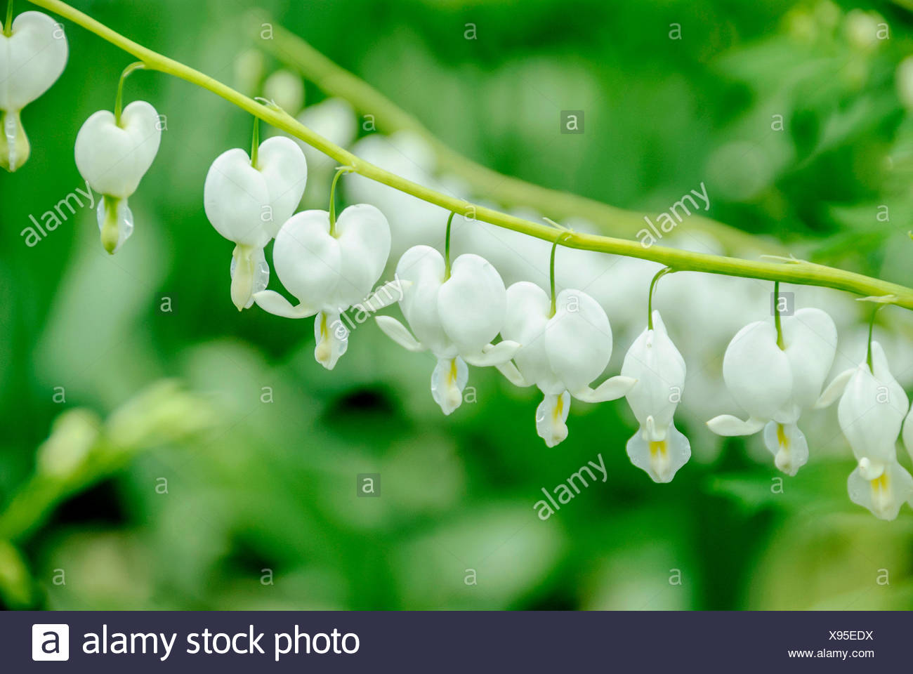 Bleeding_heart High Resolution Stock Photography and Images - Alamy