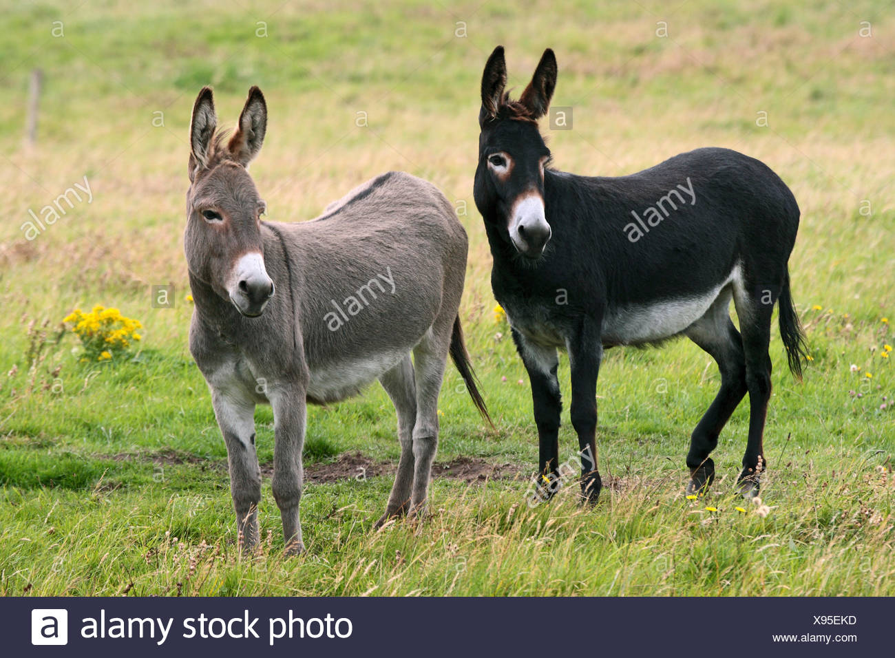 Domestic Donkey And Grey Donkey High Resolution Stock Photography and ...