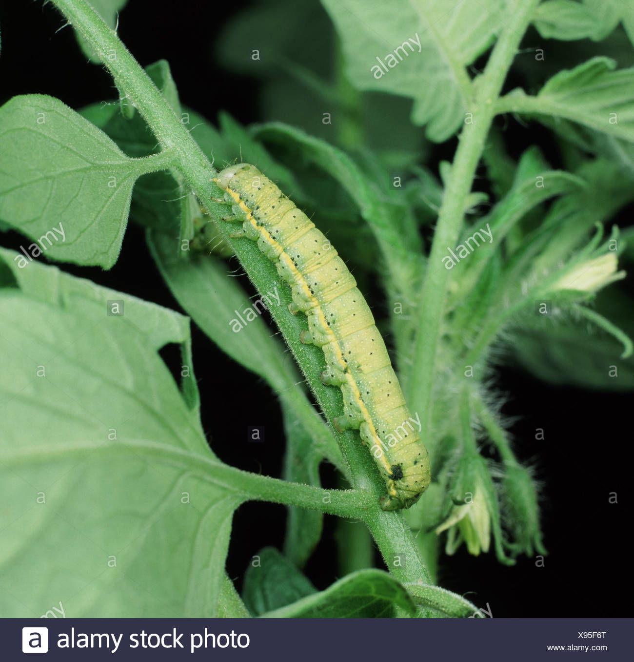 Tomato Moth Stock Photos & Tomato Moth Stock Images - Alamy