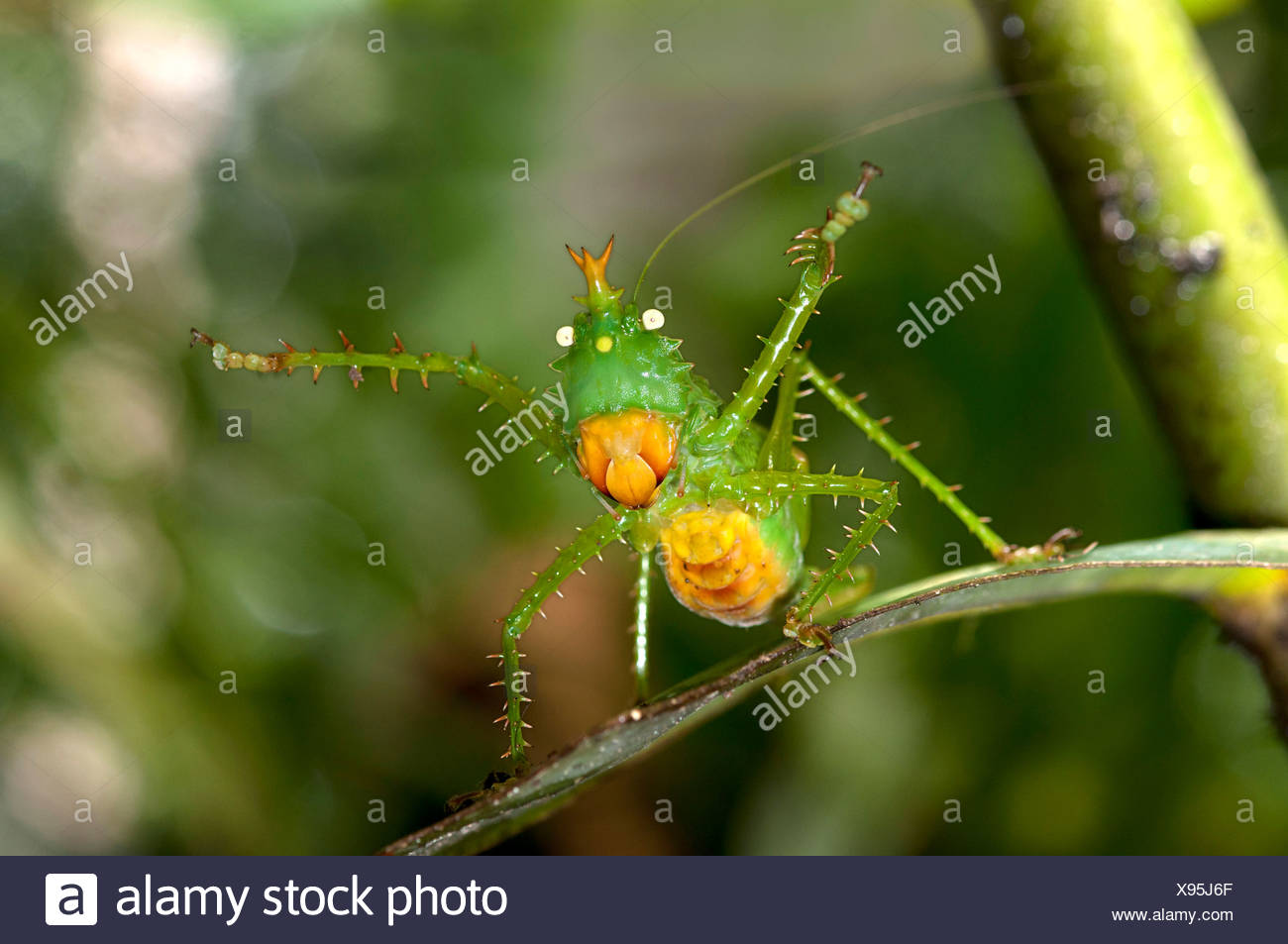 Cricket Rain High Resolution Stock Photography and Images - Alamy