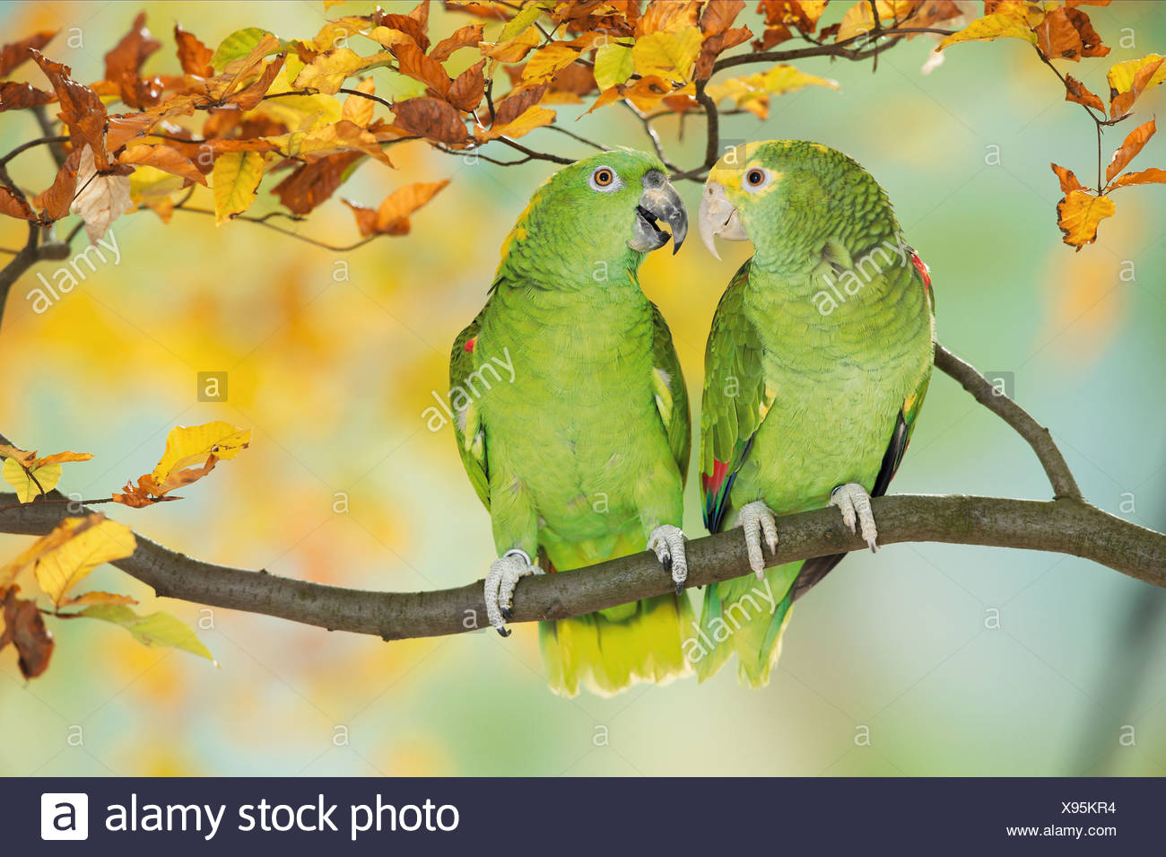 Yellow Headed Amazon Parrot High Resolution Stock Photography and ...