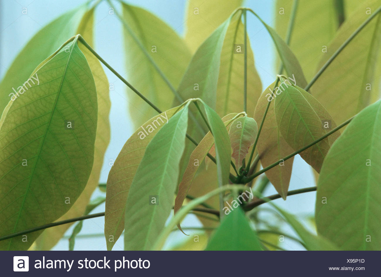 Brazilian Rubber Tree Hevea High Resolution Stock Photography and ...