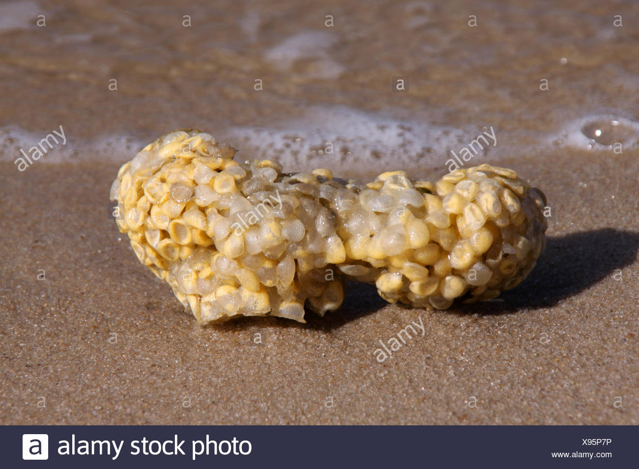 Whelk Eggs Stock Photos & Whelk Eggs Stock Images - Alamy